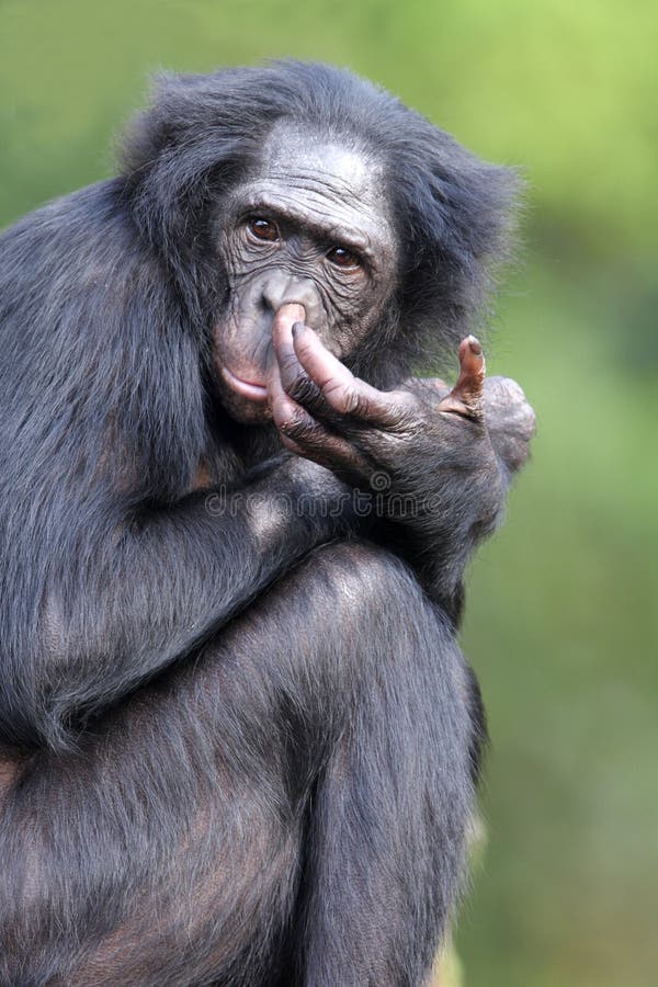 Bonobo stock photo. Image of hairy, primate, bald, sweet - 6677782