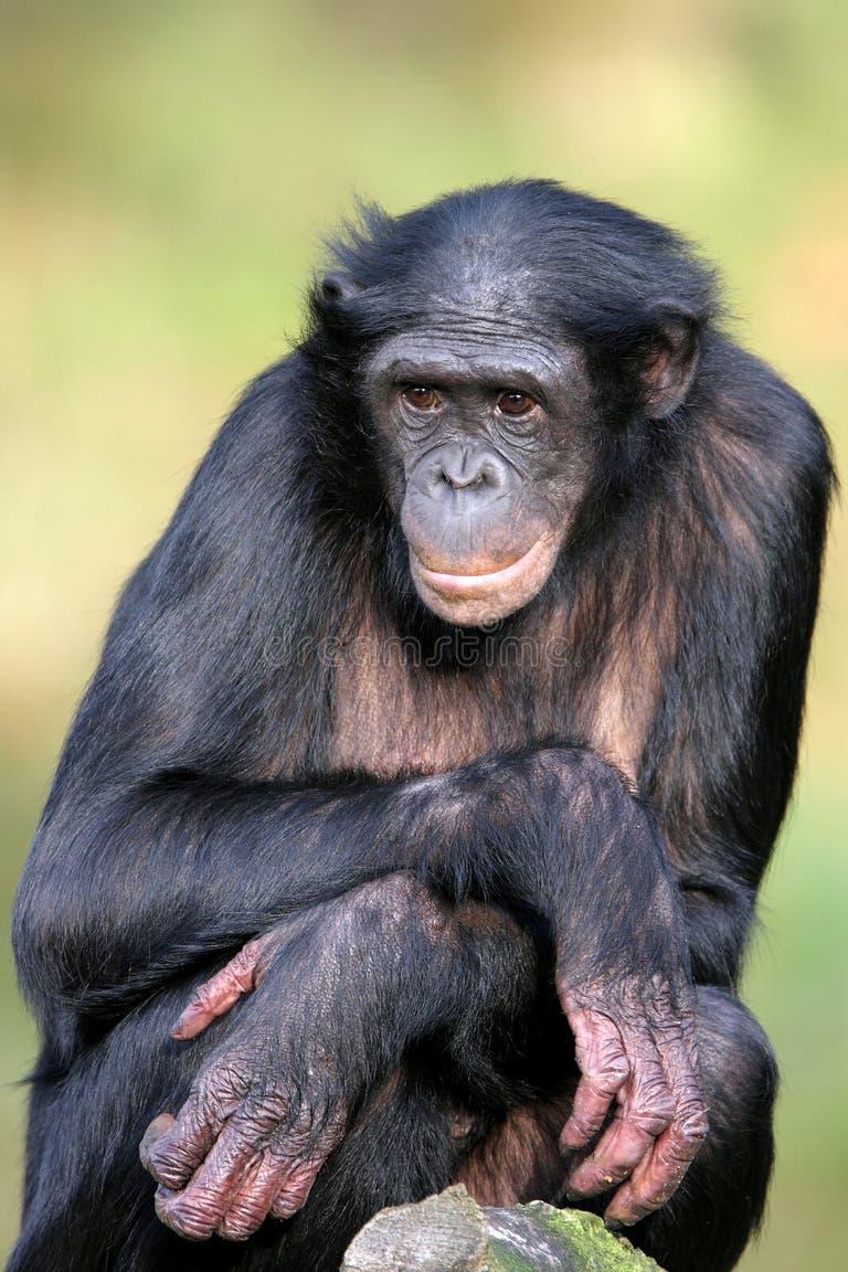 212 Female Bonobo Chimpanzee Stock Photos - Free & Royalty-Free Stock ...