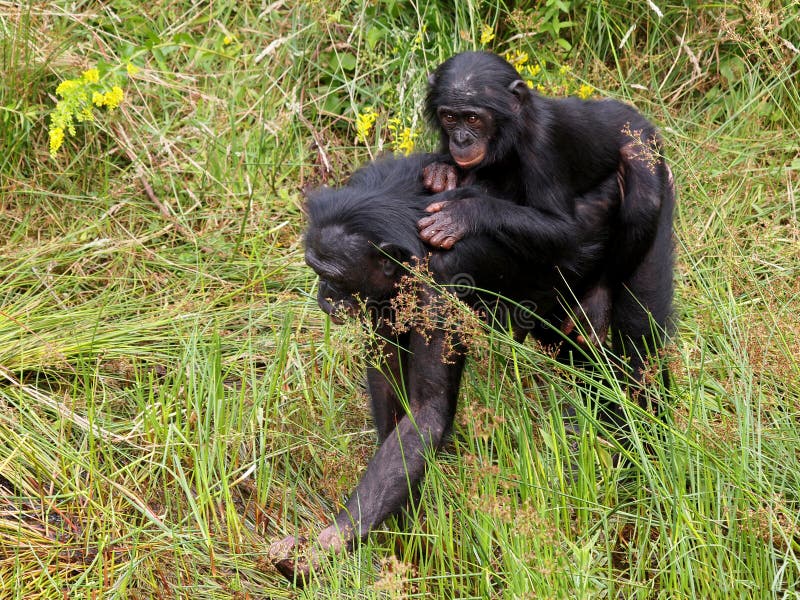 Bonobo stock photo. Image of monkey, funny, african, chimpanzee - 53360136