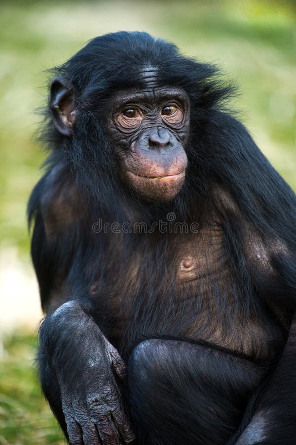 Cute baby Bonobo monkey stock image. Image of alone, playful - 14658221