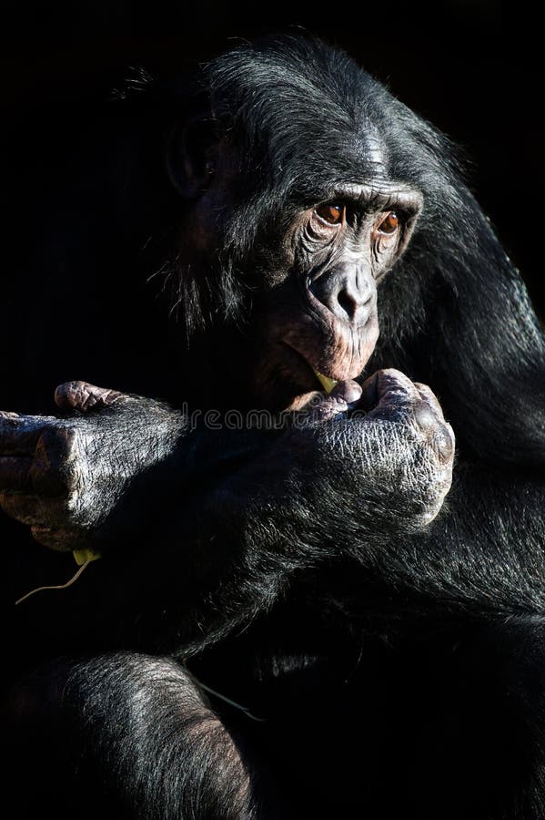 Bonobo Chimp Light & Shadow Stock Photo - Image of matriarchal, forest ...