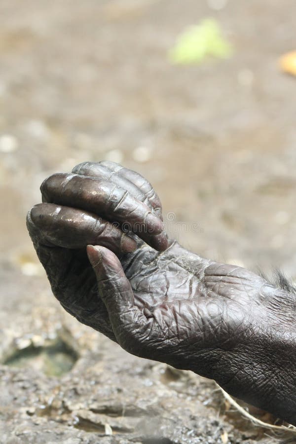 Closeup Of A Bonobo Infant Standing By Some Plants, Human Ape, Pygmy ...
