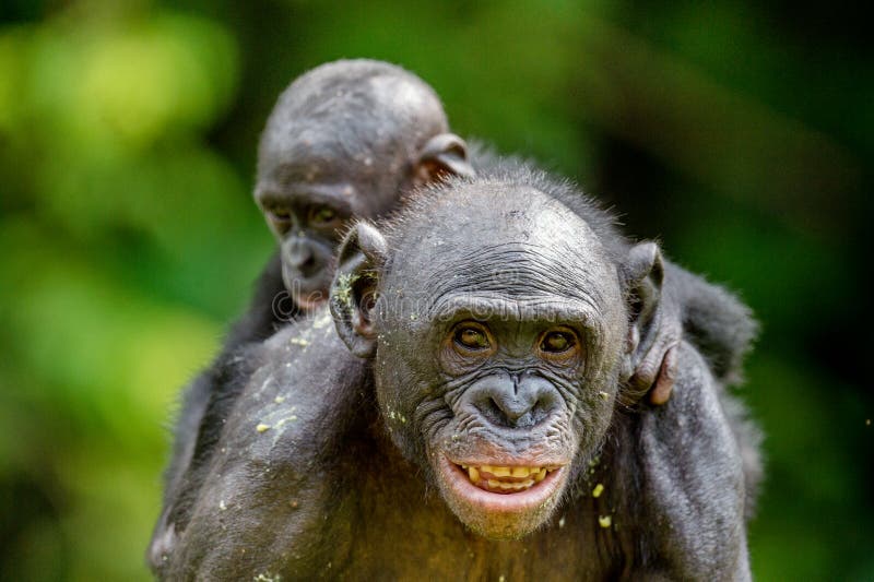 Bonobo Cub Na Parte Traseira Do ` S Da Mãe Imagem de Stock - Imagem de ...