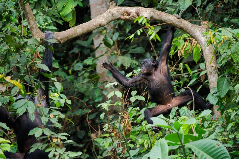 Bonobo En Una Rama De árbol. Foto de archivo - Imagen de mono, hierba ...