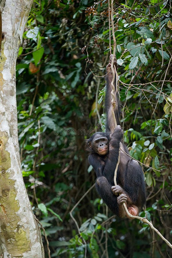 Bonobo En Una Rama De árbol. Imagen de archivo - Imagen de ...