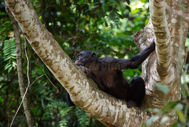 Bonobo En Una Rama De árbol. Foto de archivo - Imagen de lindo, conejo ...