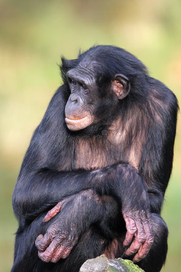 Female Bonobo stock photo. Image of primate, animal, chimp - 9855794