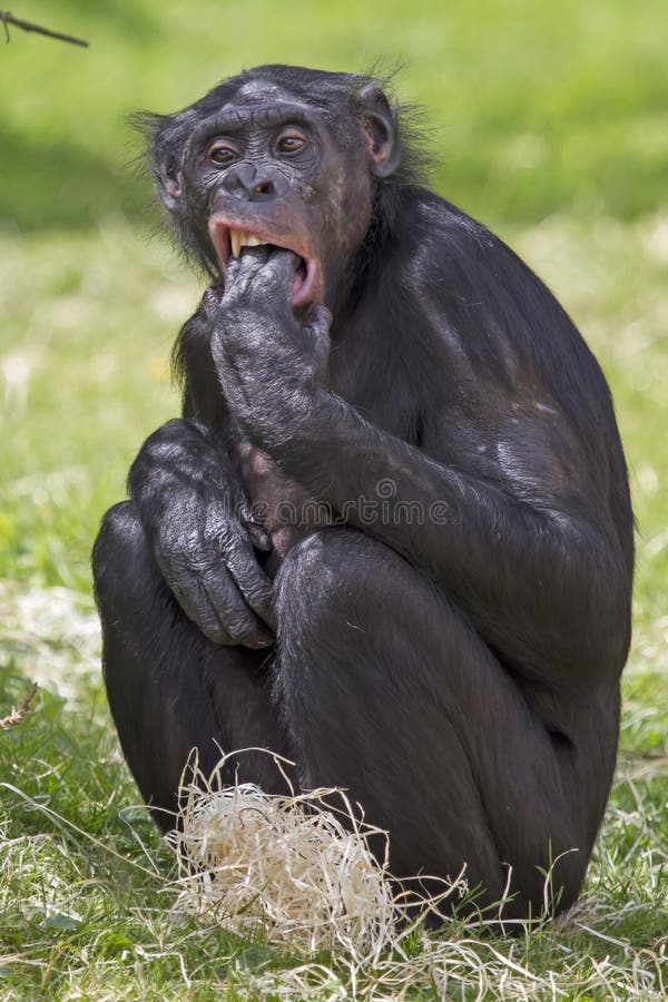 Bonobo Couple Grooming, Human Apes, Pygmy Chimpanzees, Social Primate ...