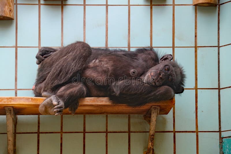 Bonobo Lies Thoughtfully on the Sleeping Place Stock Image - Image of ...