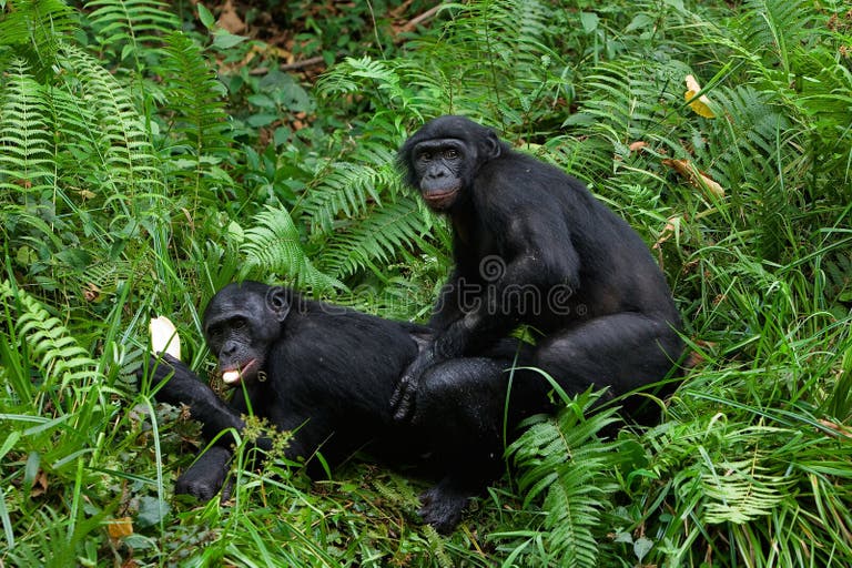 Bonobo mating. stock image. Image of endangered, lola - 16476937