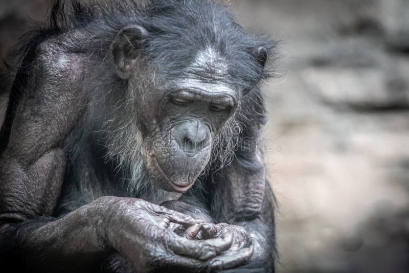 A Bonobo Monkey Looking at Its Hands and Fingers Stock Image - Image of ...