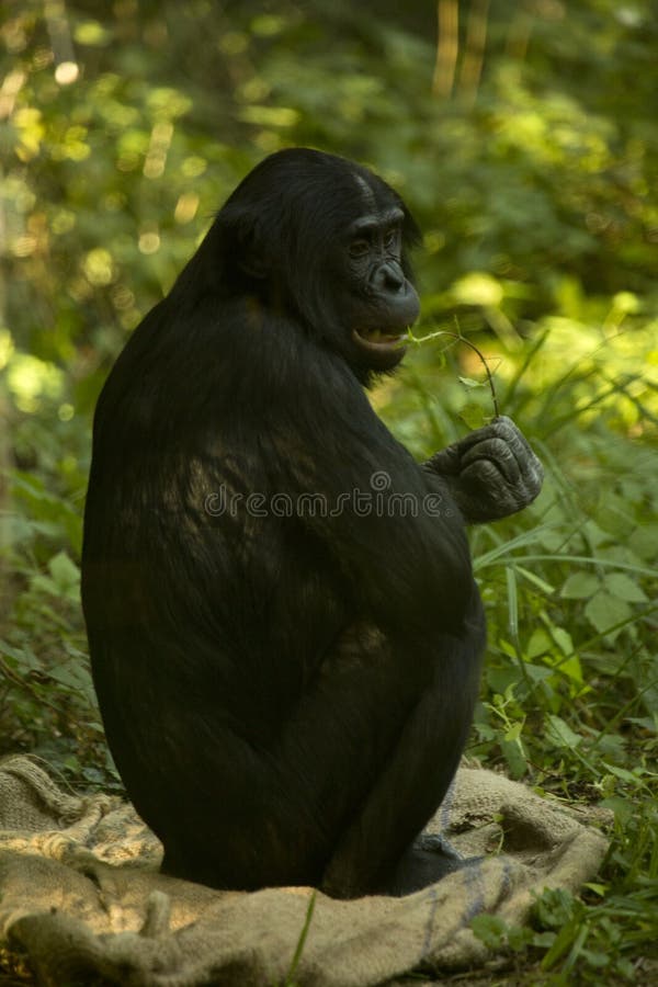 The Bonobo, Pygmy Chimpanzee Pan Paniscus. Stock Photo - Image of ...