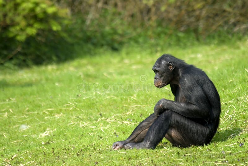 Bonobo sitting stock photo. Image of africa, animal, chimpanzee - 2238438