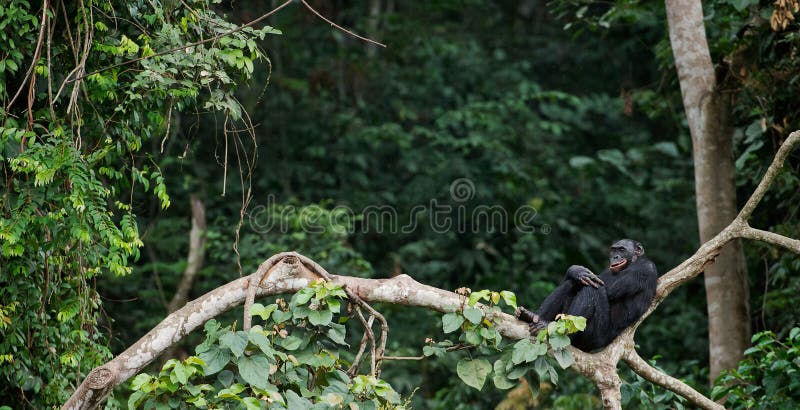 Bonobo on a tree branch. stock photo. Image of forest - 37166344