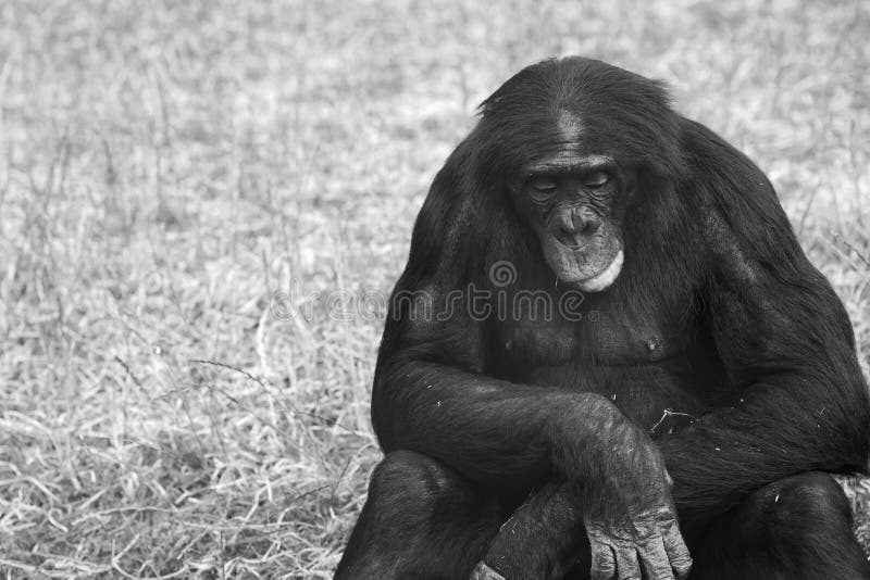 Bonobos stock image. Image of grass, africa, face, animals - 62012051