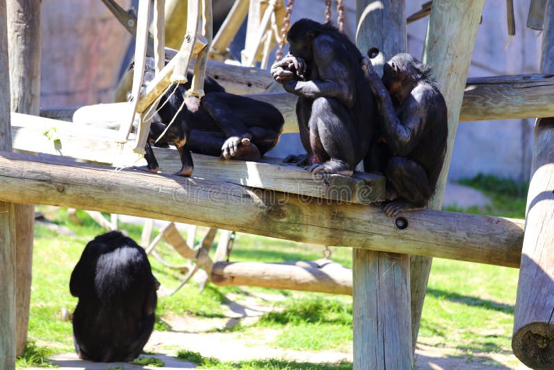 Bonobo Monkeys stock photo. Image of wild, looking, natural - 29820802