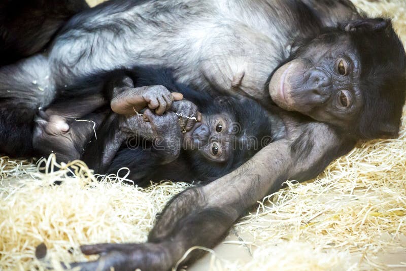 Bonobos Share 98.7 of Their Genetic Code with Hum Stock Photo - Image ...