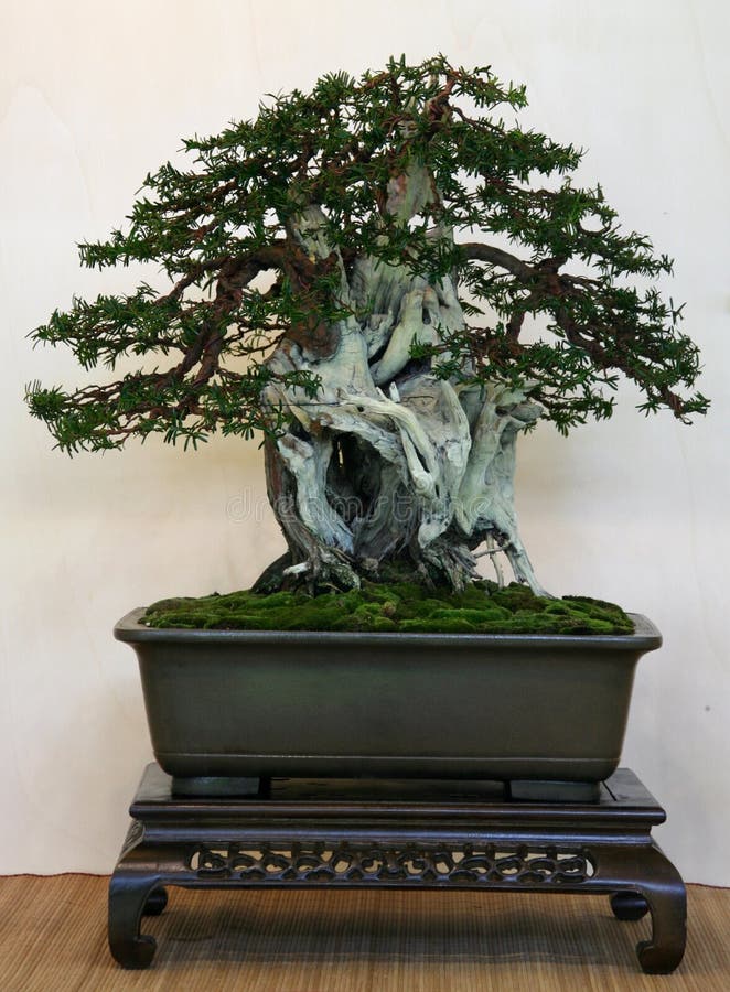 Bonsai conifer stock image. Image of culture, tree, japenese - 19953933