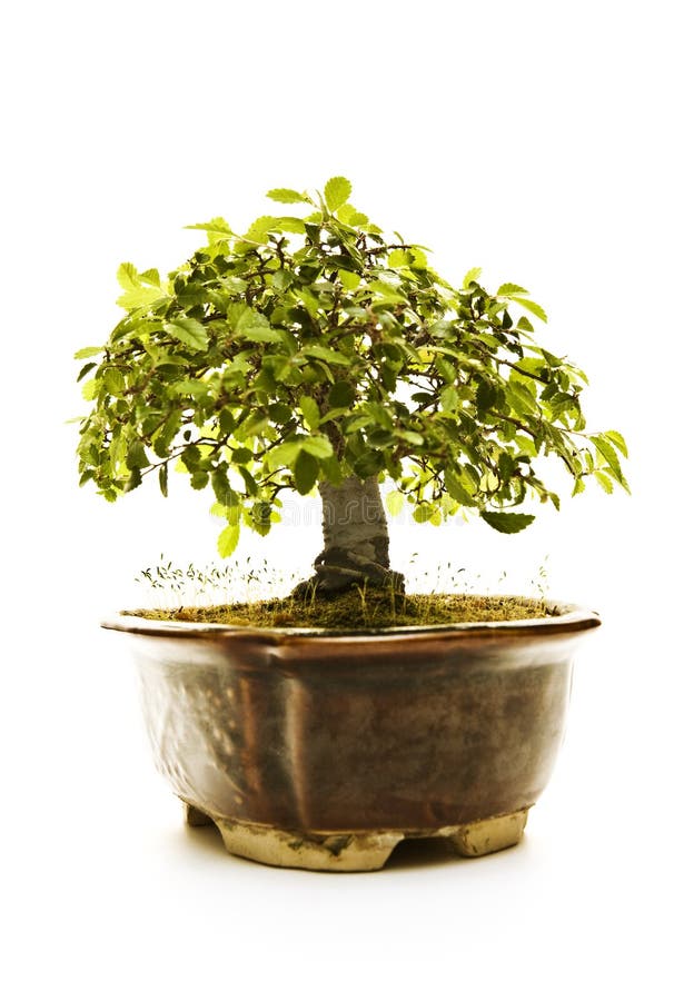 Bonsai Tree stock photo. Image of privet, chinese, leaf - 3456600