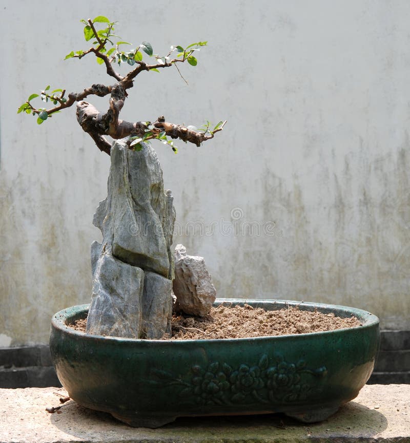 Larch Bonsai Literati Style in Spring Stock Image - Image of larix ...