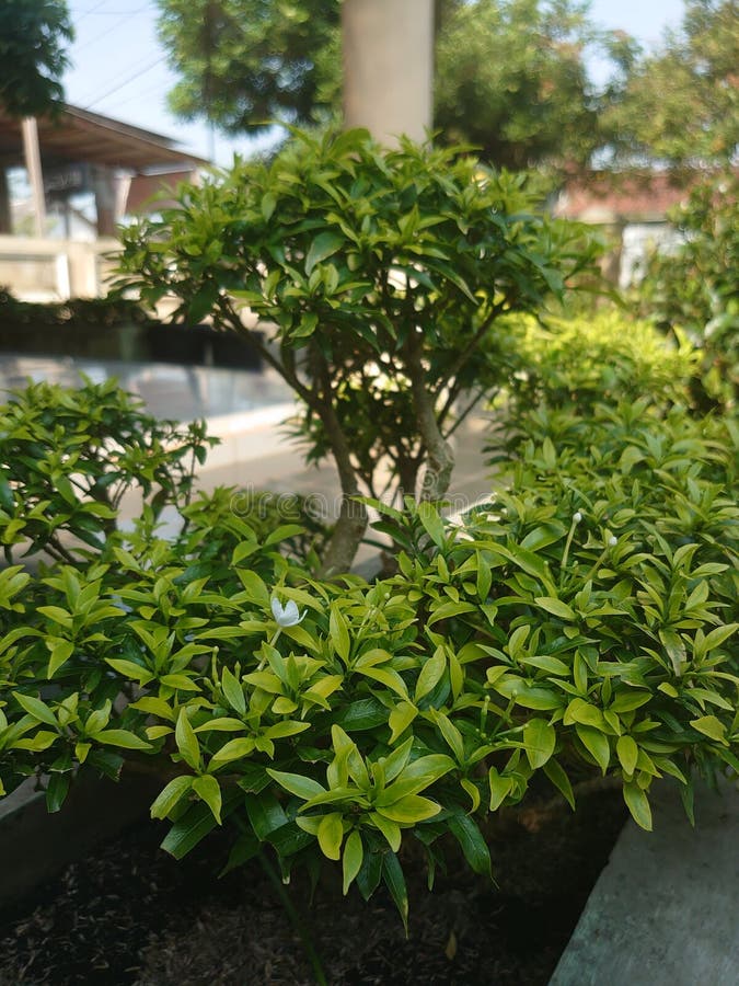 Bonsai Art on Ornamental Plants in the Garden Stock Photo - Image of ...