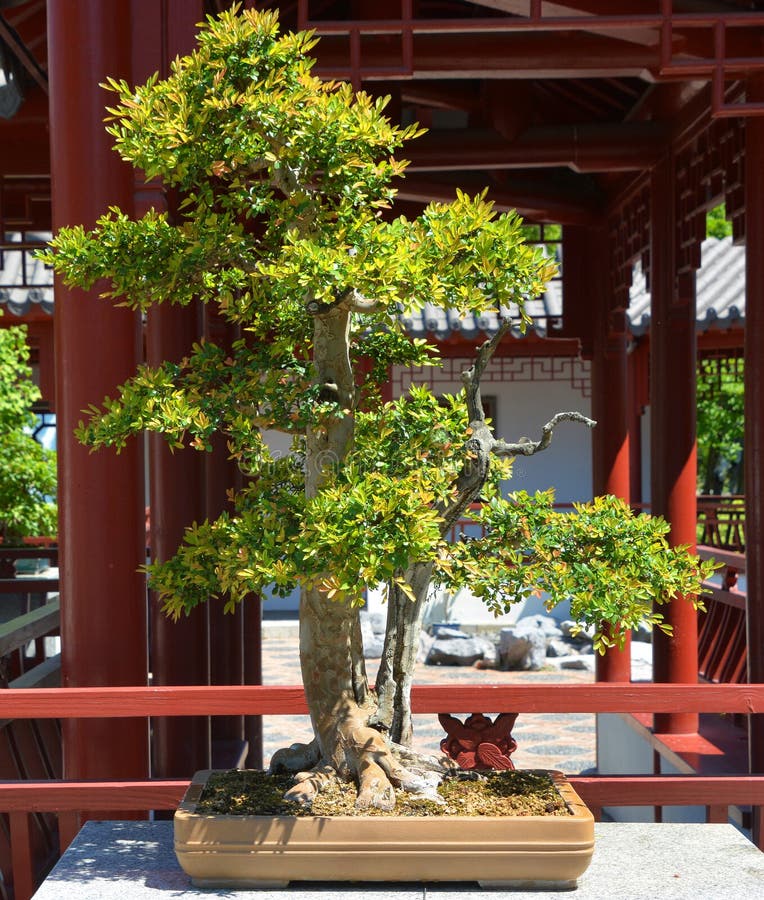 Bonsai. it is an Asian Art Form Using Cultivation Techniques To Produce ...