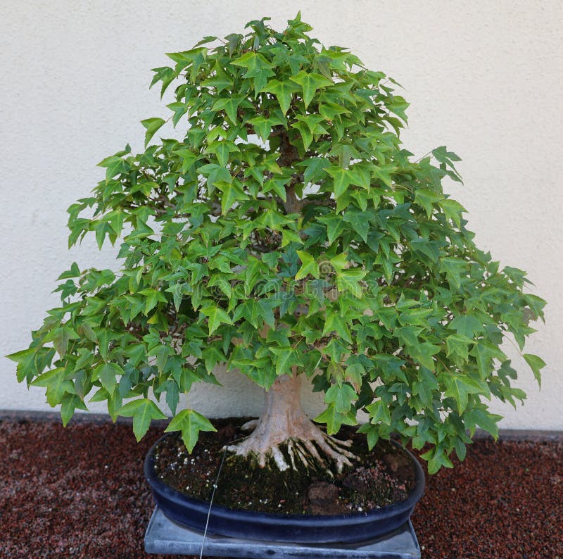 Bonsai. it is an Asian Art Form Using Cultivation Techniques To Produce ...