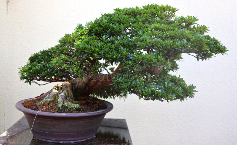 Bonsai. it is an Asian Art Form Using Cultivation Techniques To Produce ...