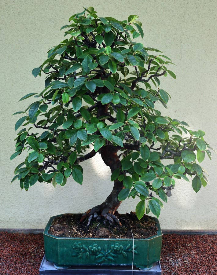 Bonsai. it is an Asian Art Form Using Cultivation Techniques To Produce ...