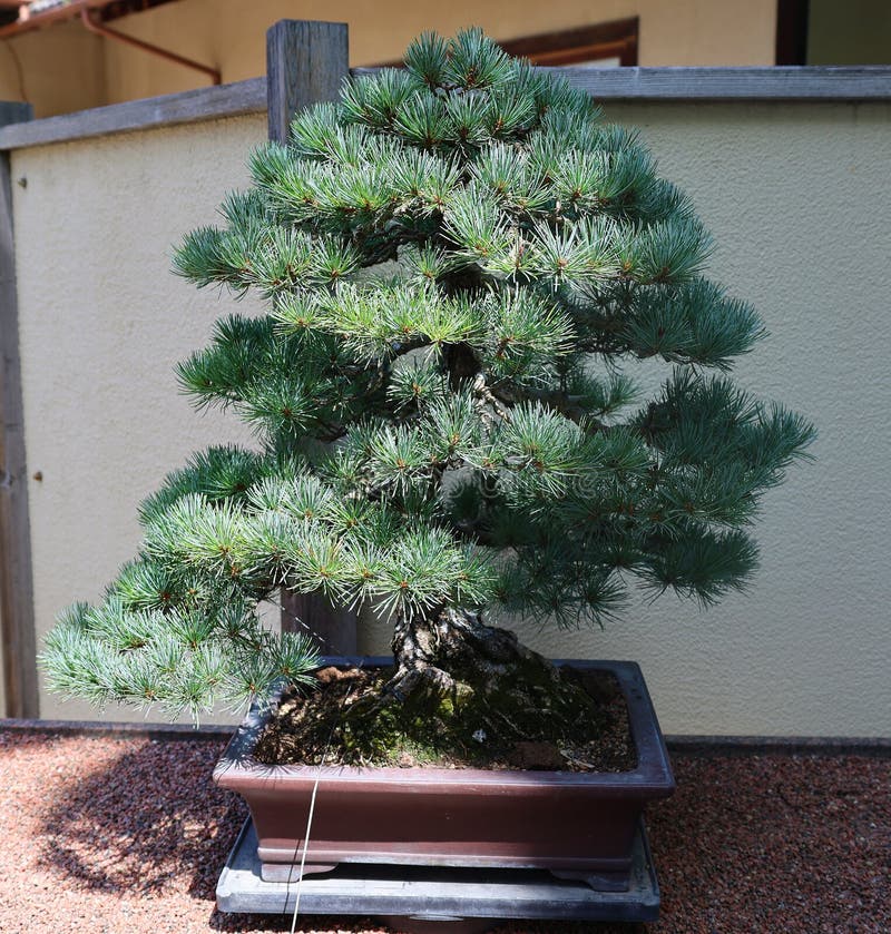 Bonsai. it is an Asian Art Form Using Cultivation Techniques To Produce ...
