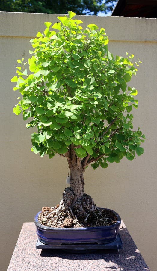 Bonsai. it is an Asian Art Form Using Cultivation Techniques To Produce ...