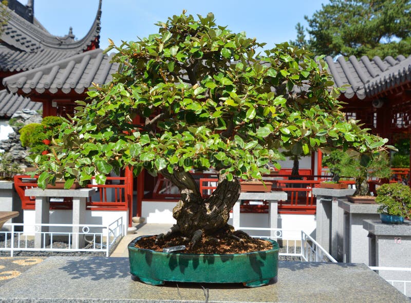 Bonsai. it is an Asian Art Form Using Cultivation Techniques To Produce ...