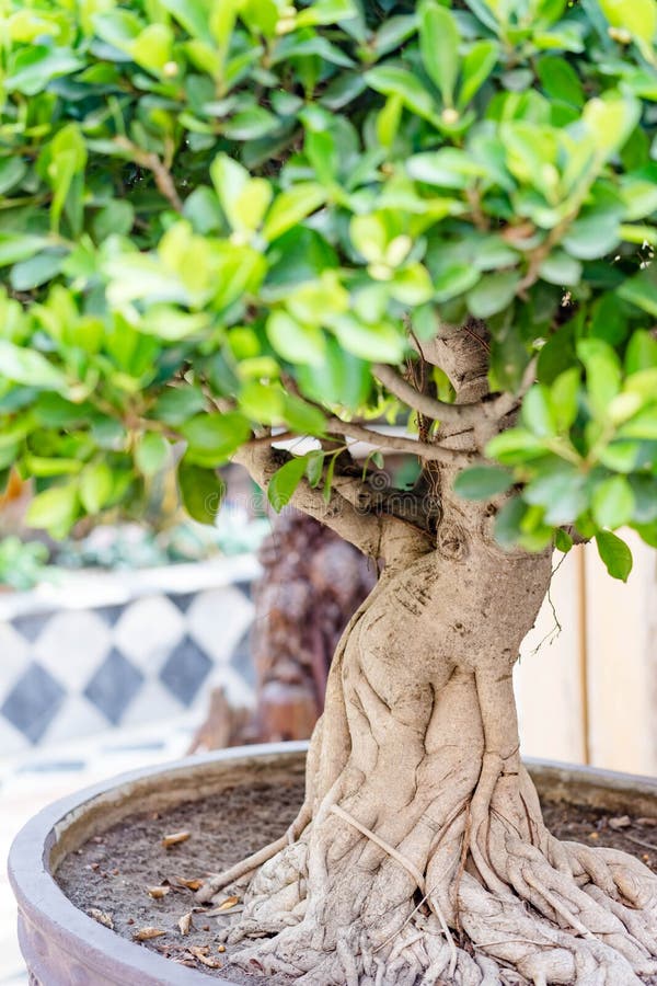 Bonsai banyan boom stock afbeelding. Image of decoratie - 73990385