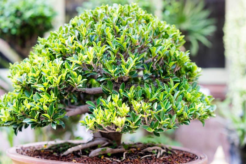 Bonsai banyan tree stock photo. Image of grass, hobby - 73990502