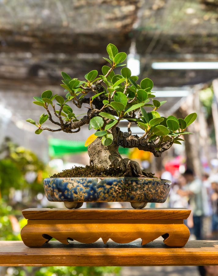 Bonsai of Banyan Tree stock image. Image of green, ceramic - 45752817