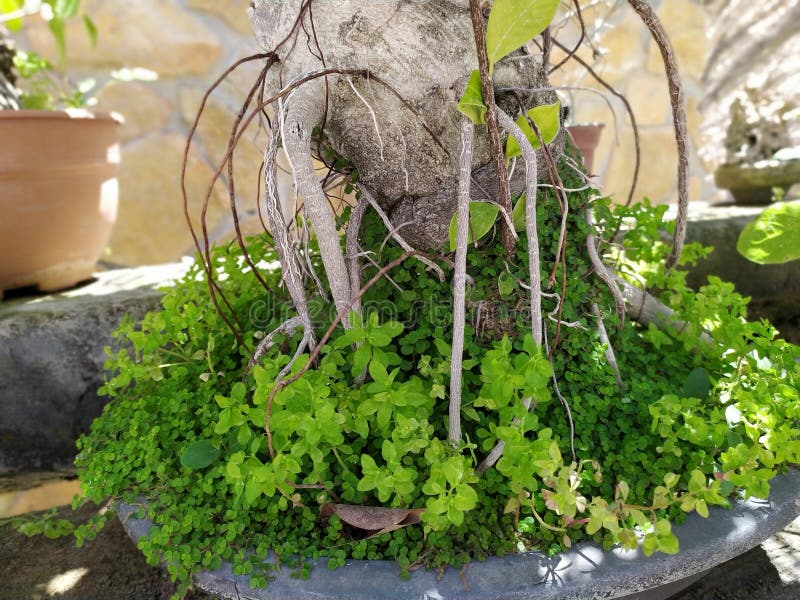 Bonsai base stock photo. Image of base, brunch, green - 150978656