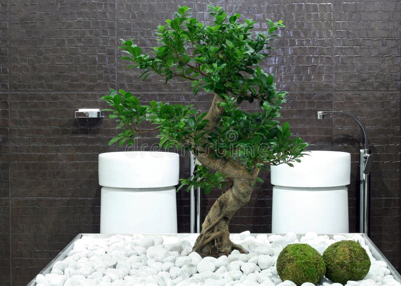 Bonsai bathroom stock image. Image of bonsai, fixture - 5649401