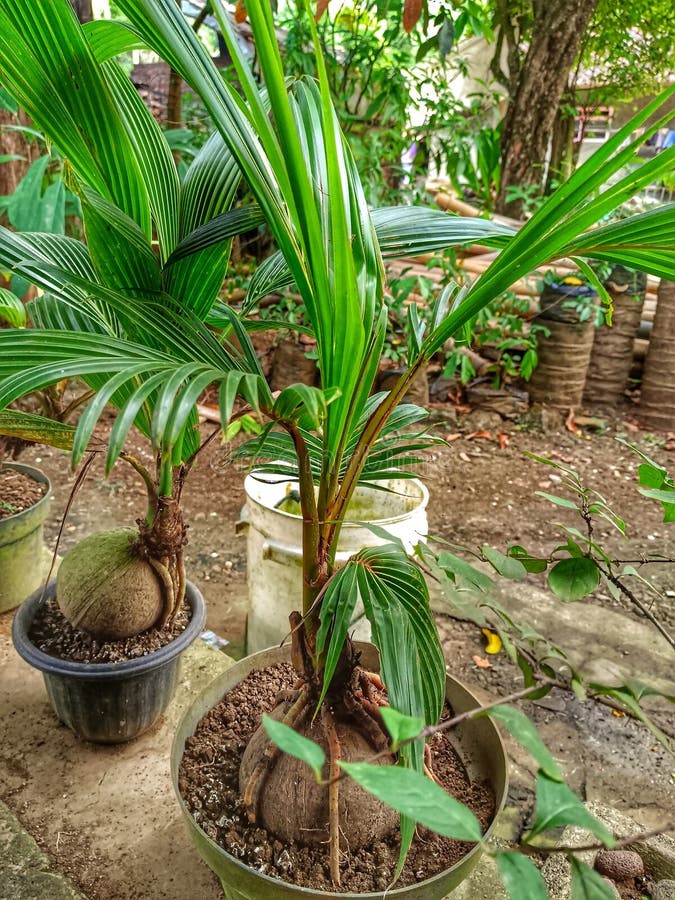 Bonsai from Beautiful Coconut Seeds Stock Image - Image of seeds ...