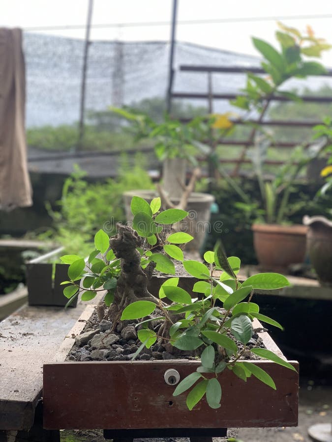 Bonsai Beringin stock photo. Image of beringin, drawer - 204140758