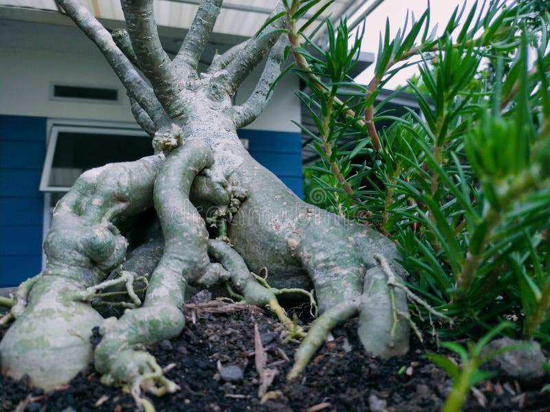 Bonsai big roots stock photo. Image of forest, branch - 203466880
