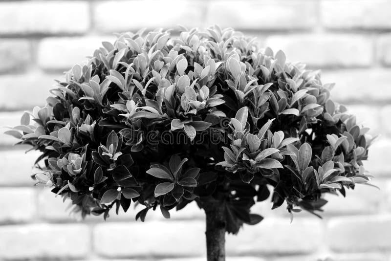 Bonsai Bush Gray Tone Stock Photos - Free & Royalty-Free Stock Photos ...