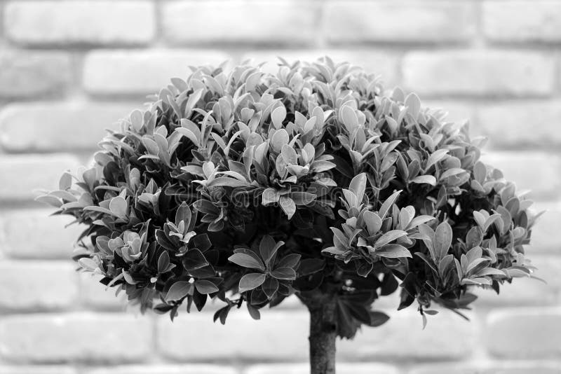 Dry bush on gray stock image. Image of green, bosh, bright - 84110977