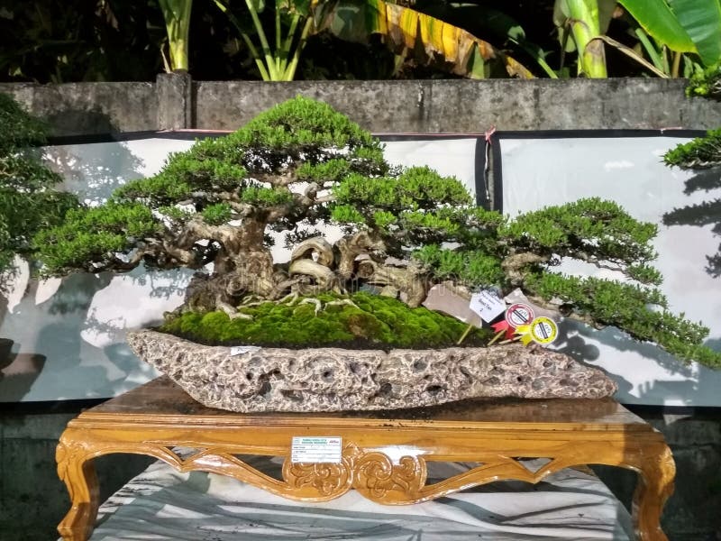 The bonsai stock photo. Image of indonesia, java, biggest - 122176528