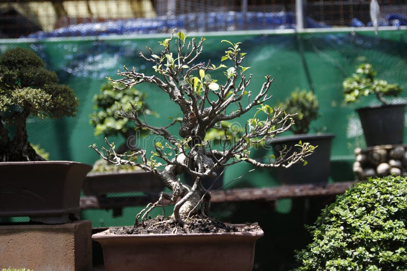 Bonsai stock image. Image of decorate, abstract, branch - 55064959