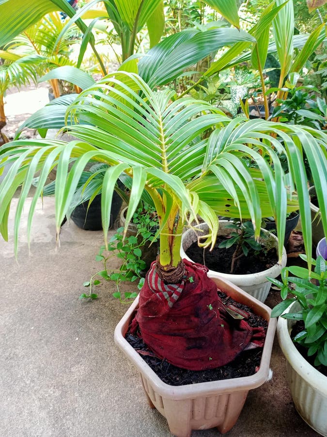 Bonsai Coconut Beautiful for the Borneo Stock Photo - Image of ...