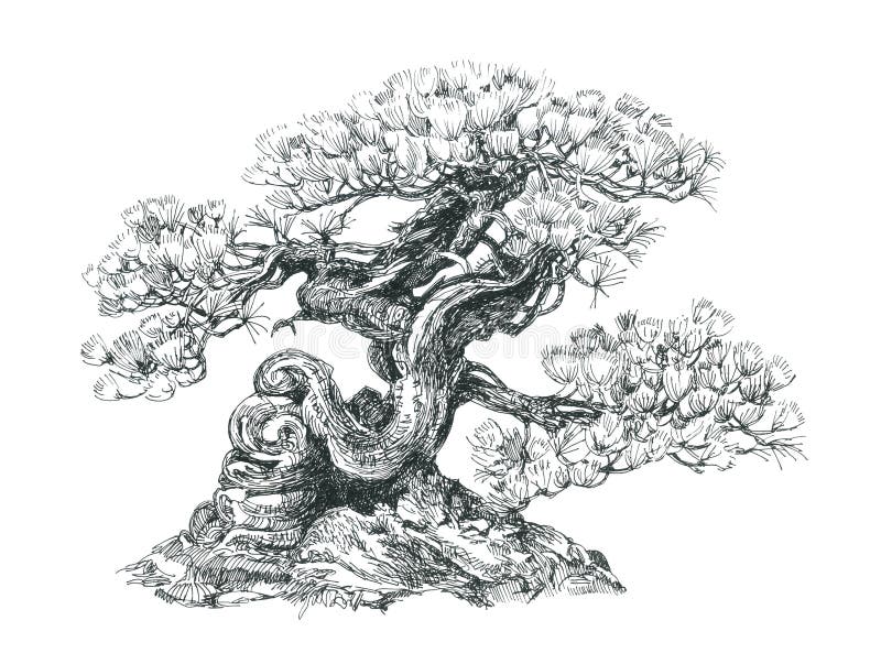 Bonsai, Coniferous , Black and White . Stock Illustration ...