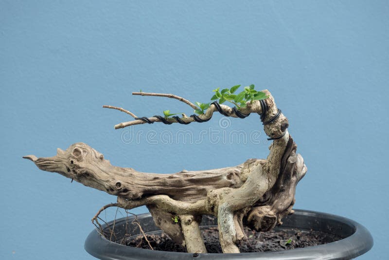 Bonsai or Cultivation of Premna Trees To Mimic the Shape and Scale of ...