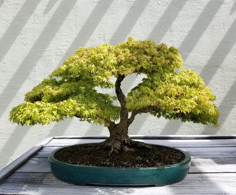 Deciduous bonsai tree stock image. Image of china, flora - 26719309