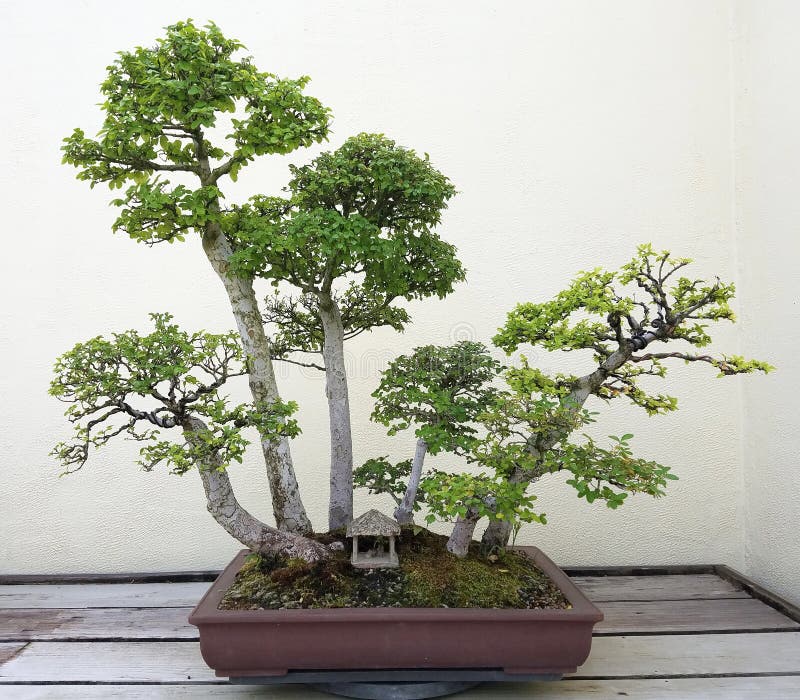 Bonsai deciduous trees stock photo. Image of bonsai, garden - 82304456