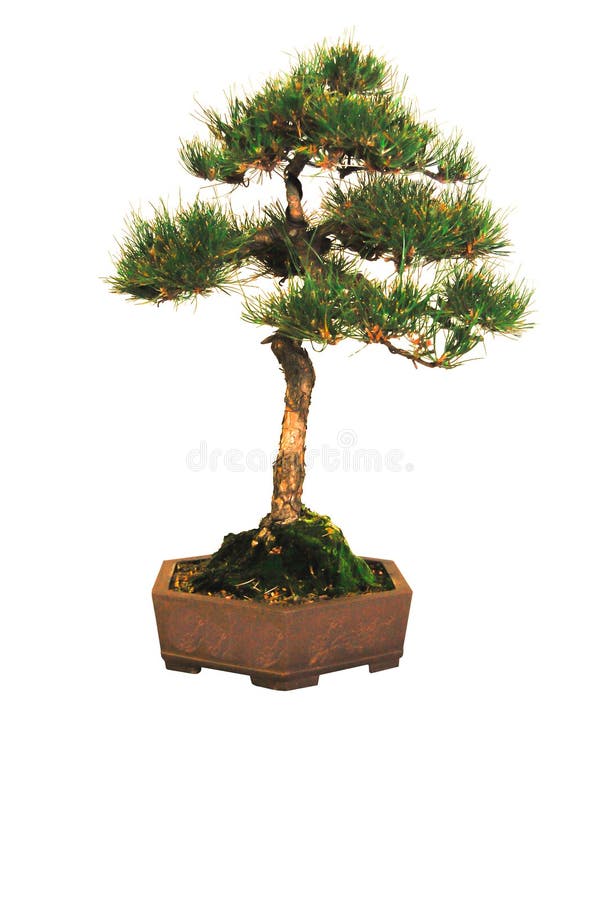 Bonsai or Dwarf pine trees stock photo. Image of asian - 39574036
